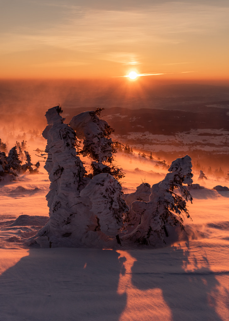 Winter spruces, vertical by Marcin Sz / 500px