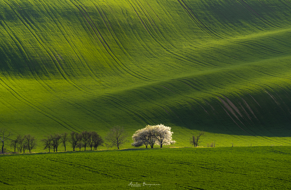 Moravian Spring by Martin Bergmann / 500px