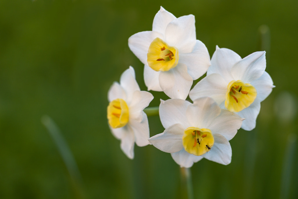Close-up of white flowering plant by Natalie / 500px