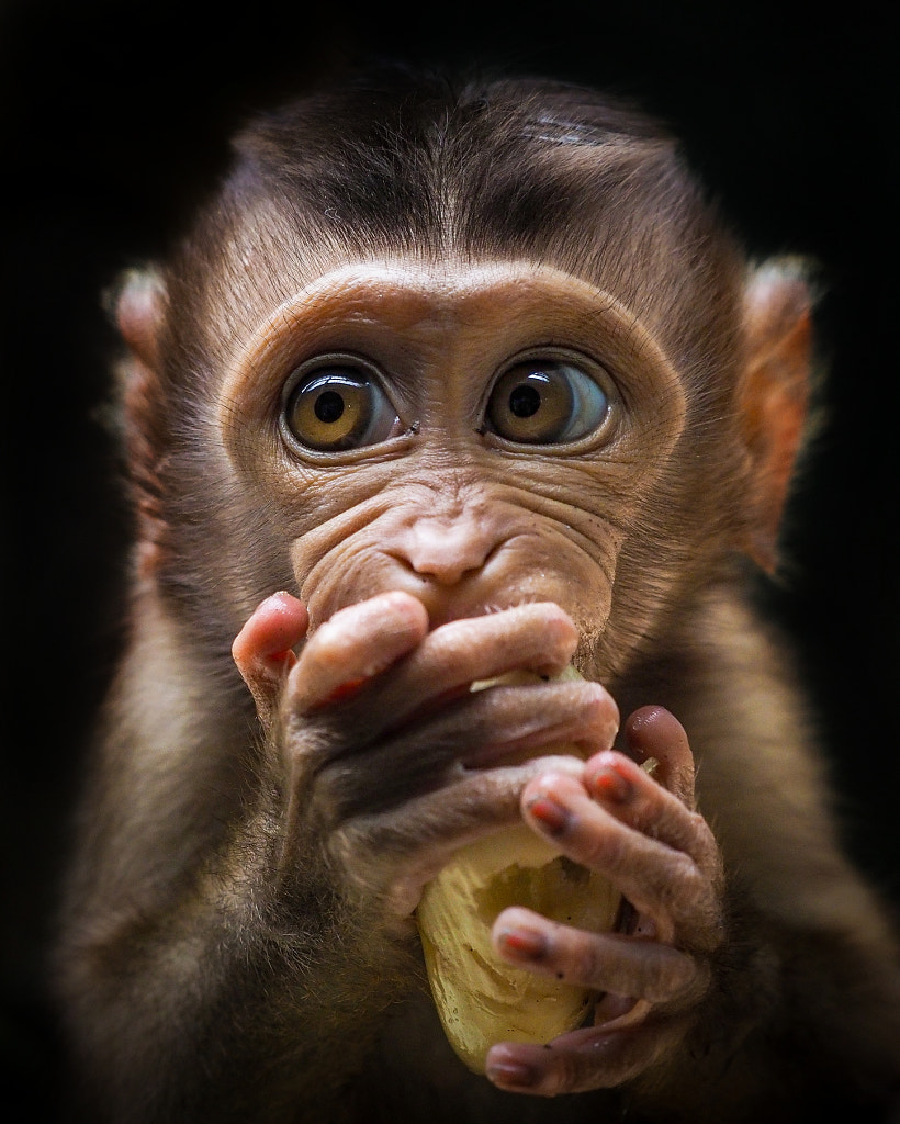 baby beruk by Endra Agust / 500px