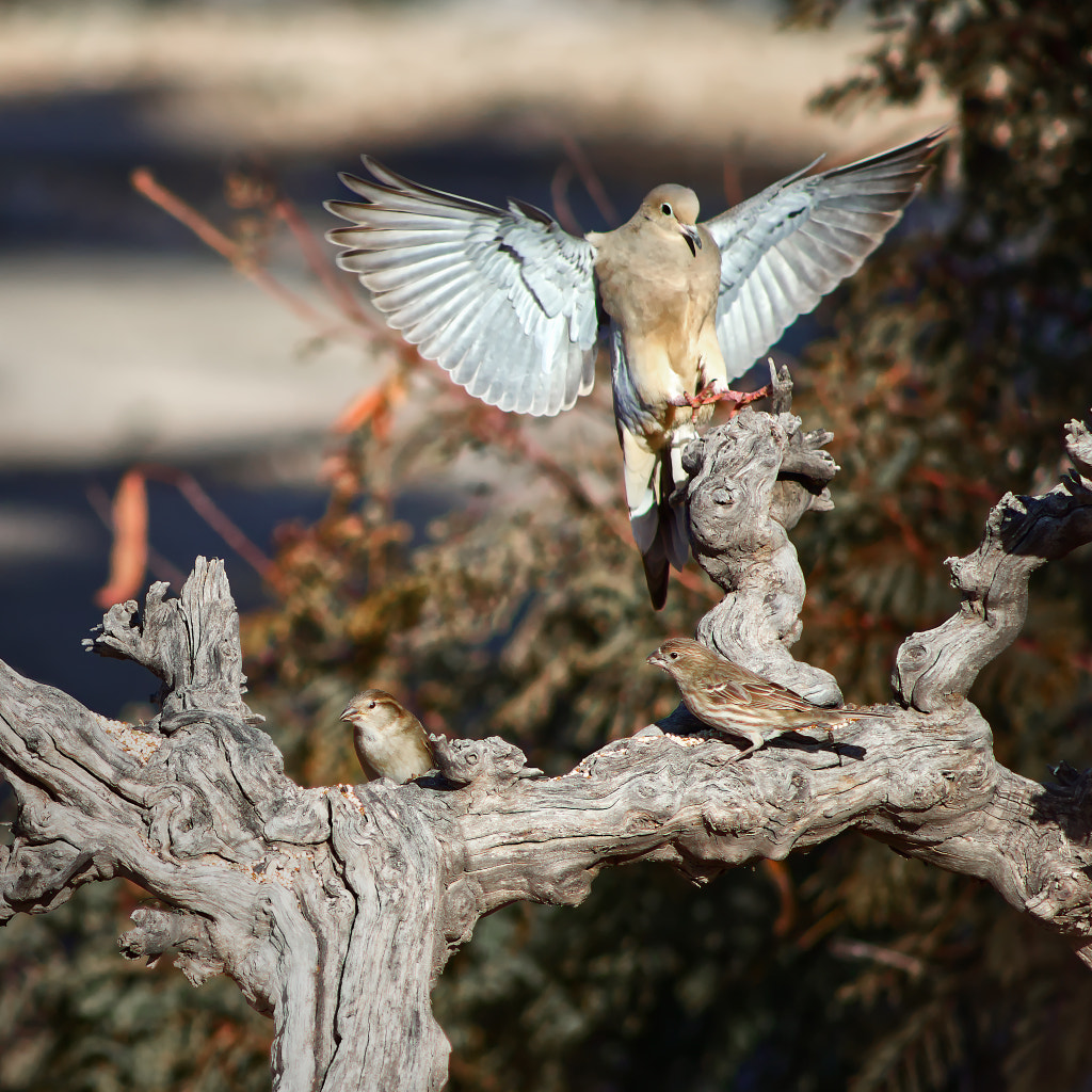 Dove Full Wing Spread by Jeff Studley / 500px