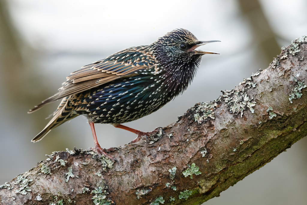 The starling by Björn Reibert / 500px