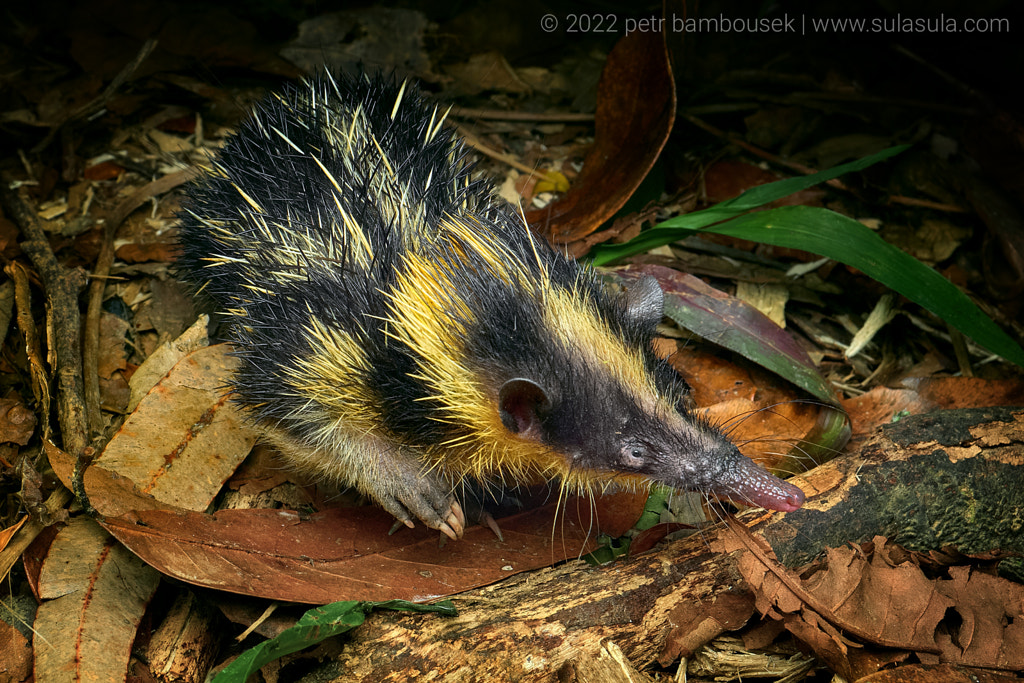 Lowland Streaked Tenrec by Petr Bambousek / 500px