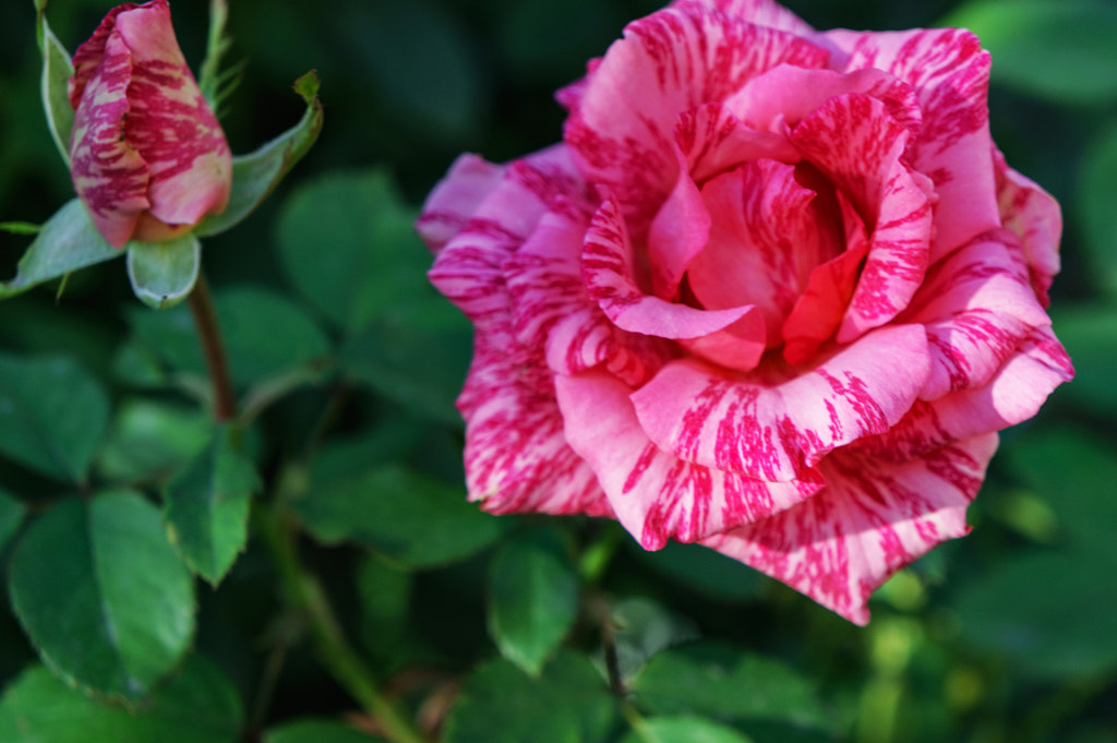 DSC03726. Beautiful tea rose with a bud! Happy Old New Year friends ...
