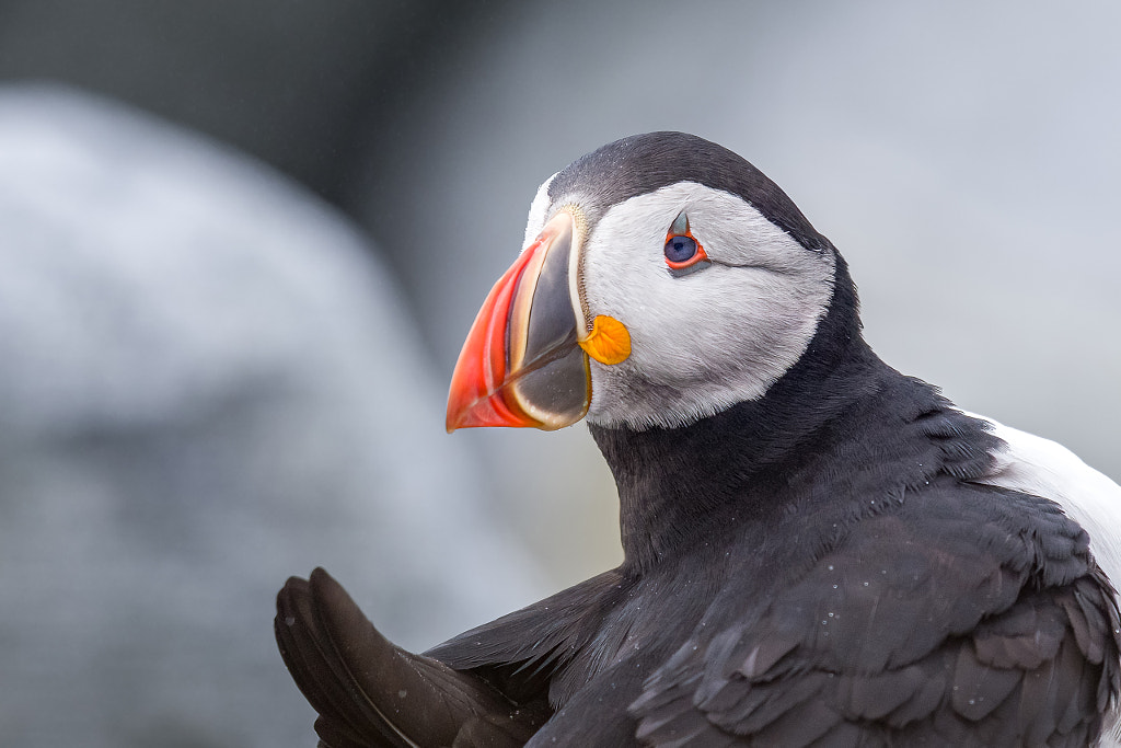 Puffin by Brian Mumaw / 500px
