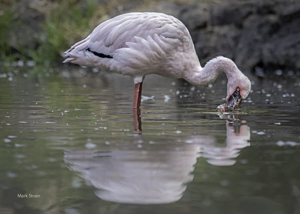 IMG_5014-LESSER FLAMINGO by Mark Strain / 500px