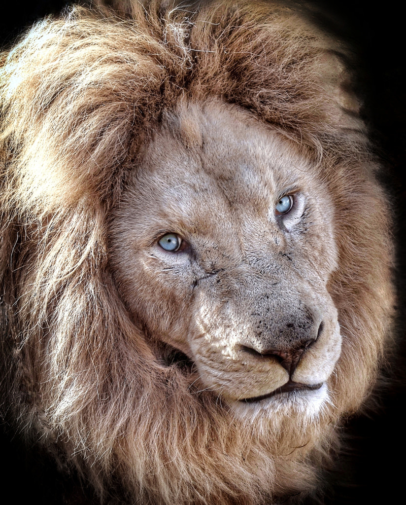 South African White Lion by Anna Valova / 500px
