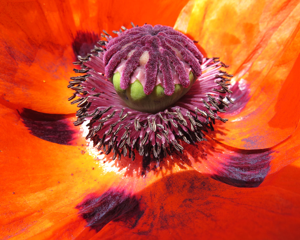 Poppy Center () by superritchie / 500px