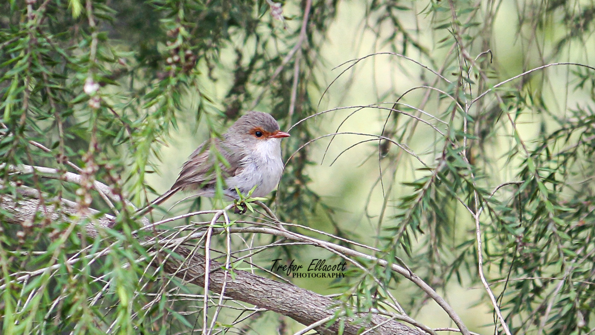 Variegated Fairy-wren (Malurus lamberti) female 23_01 by Trefor ...
