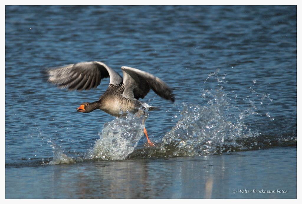 Flying Goose by Walter Brockmann / 500px