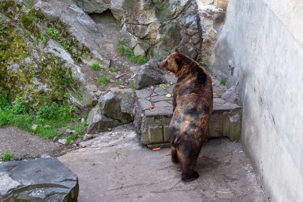 Krumlovský méďa by Martin Lach / 500px