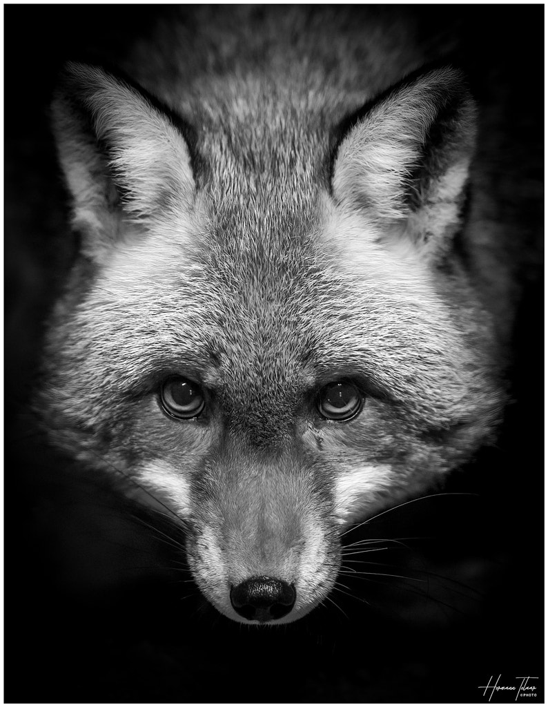 Fox in black and white by Hermann-Josef Telaar / 500px