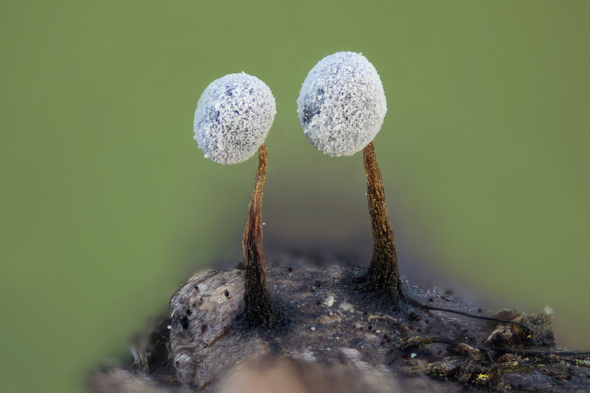 slime molds Didymium bahiense by Hans van Voorst / 500px