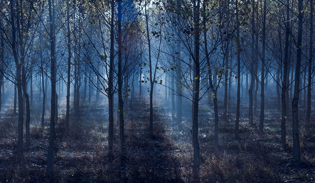 Morning grove by Andy58/András Schafer / 500px