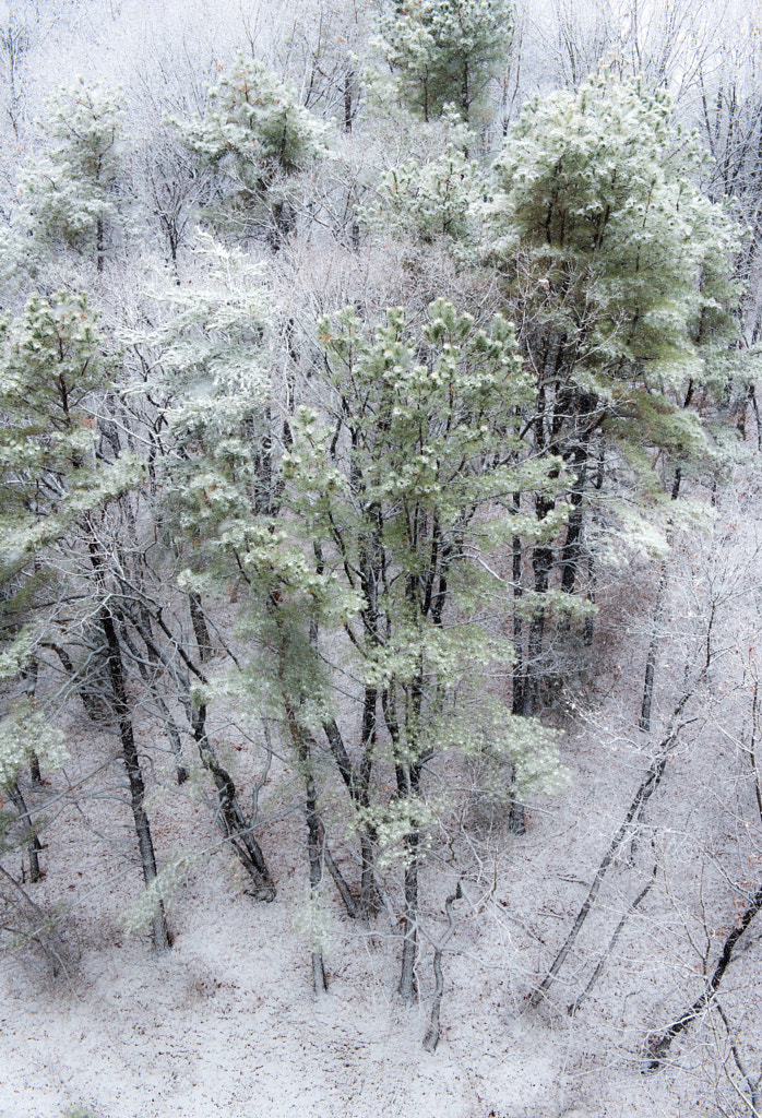 Pine trees in the snow by Morosoph Yun / 500px