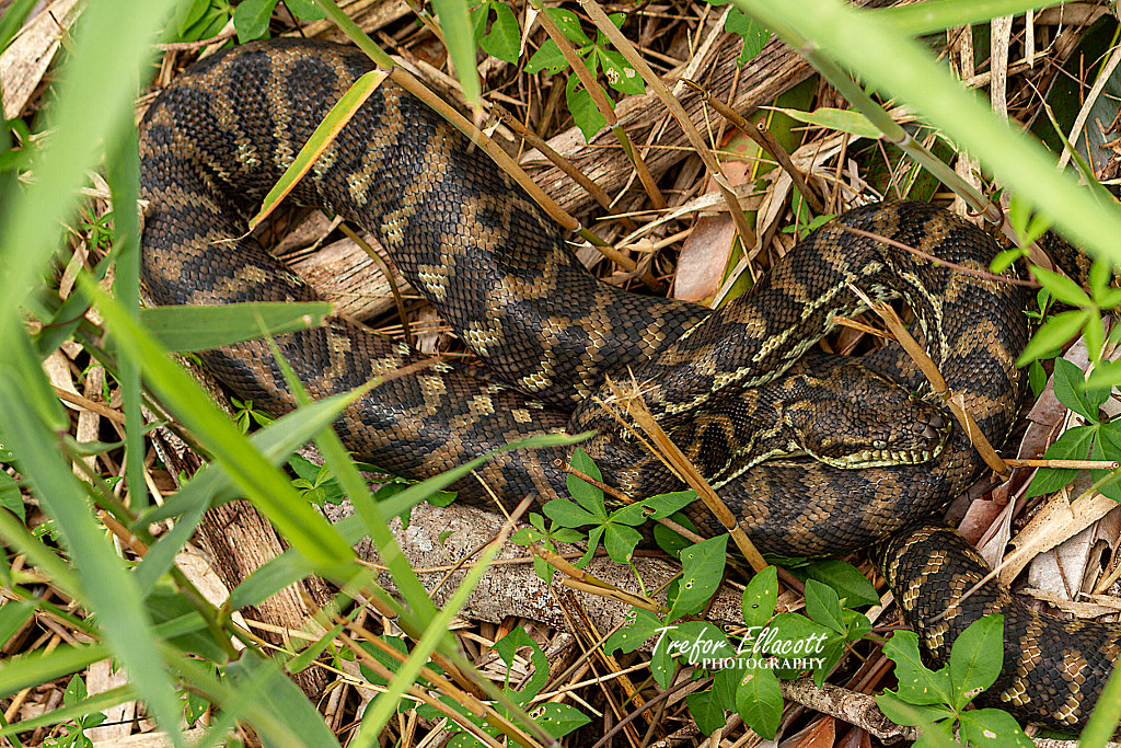Coastal Carpet Python (Morelia spilota mcdowelli) 23_01 by Trefor ...