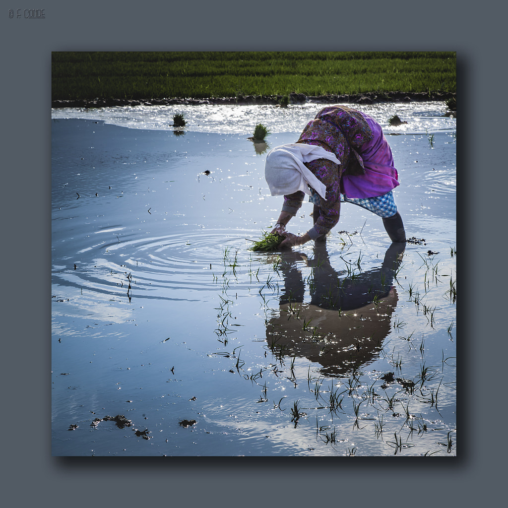 Rice worker by Fernando Conde / 500px