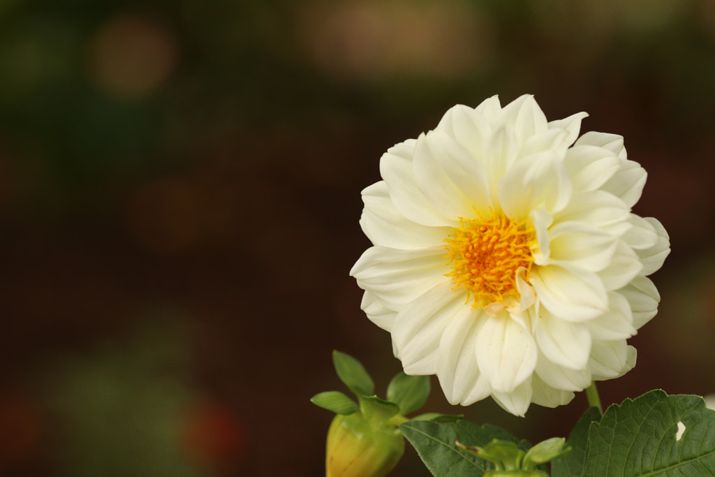 A Dahlia-Smile of Sunshine Delight by Phillip Pendleton / 500px