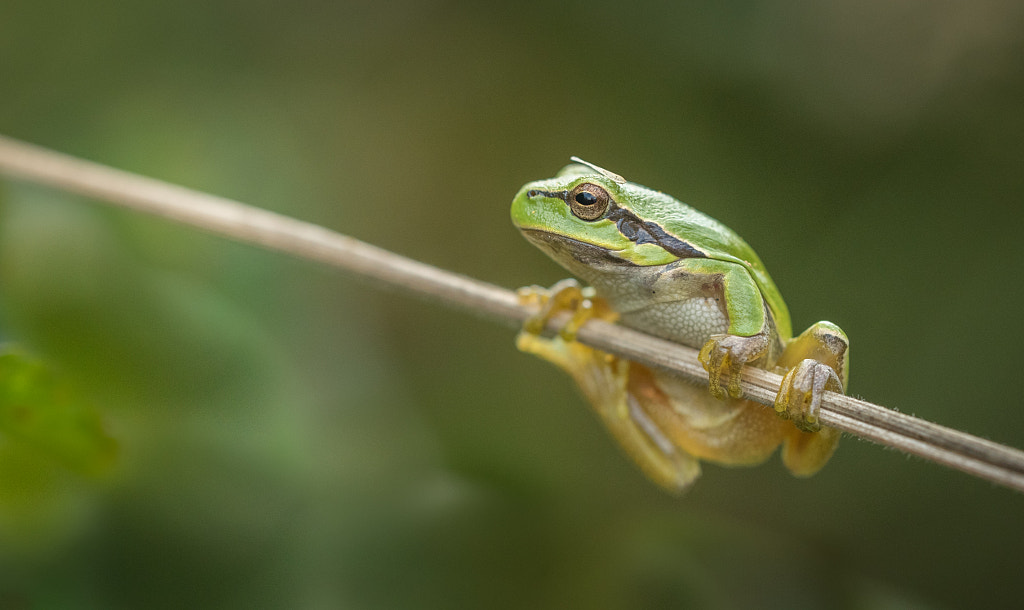 Cute little tree frog trying to climb a twig by Dirk Van Geel / 500px