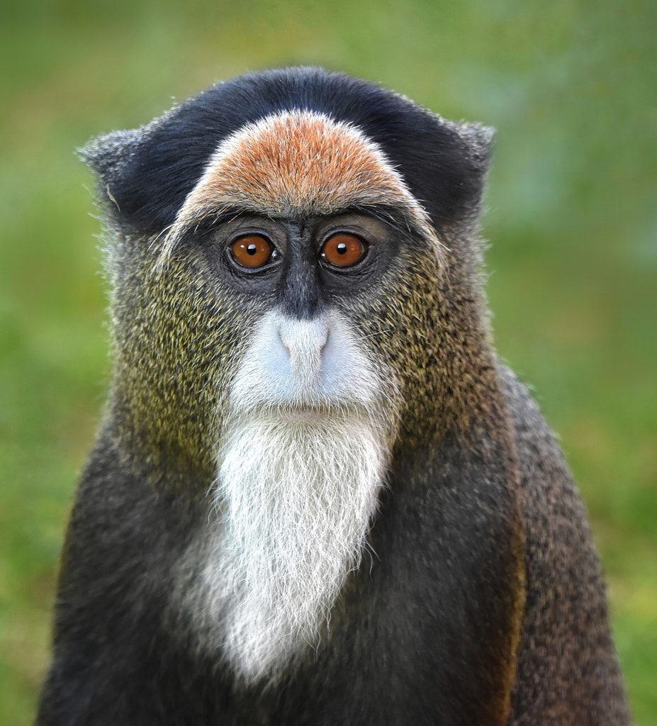 De Brazza's monkey by Anna Valova / 500px