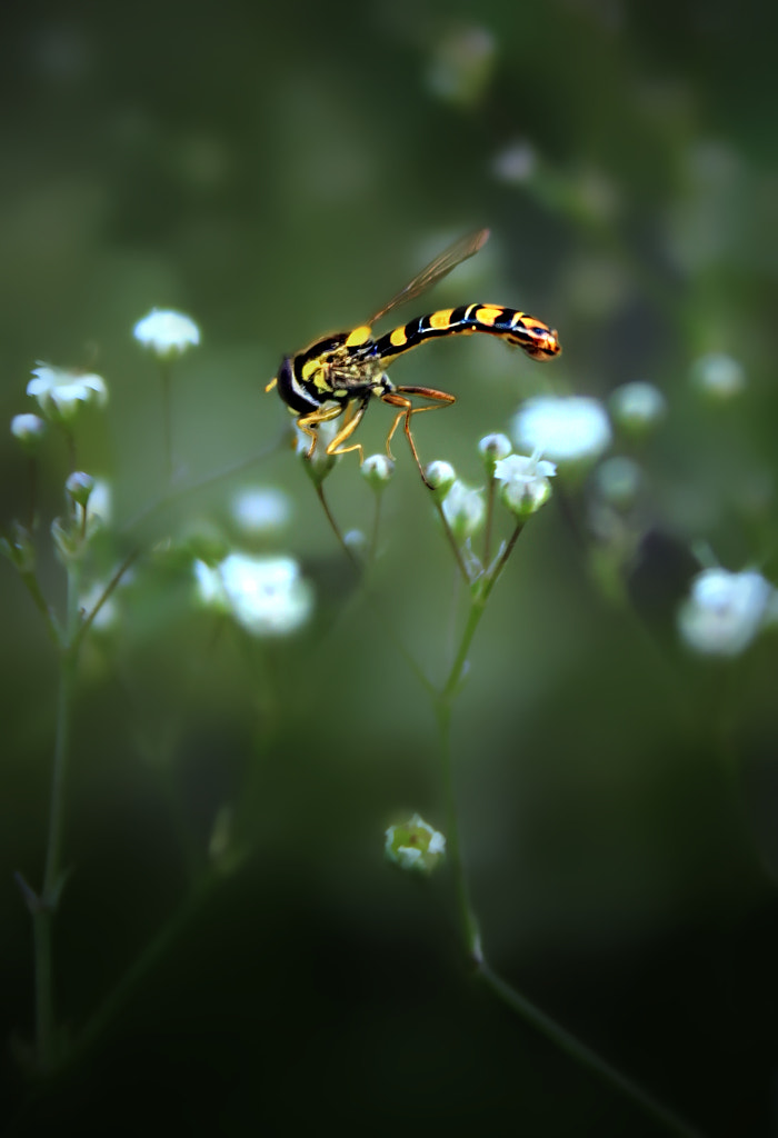 Bee Looking Insect Sitting On Tiny Flowers By Tomasz Czerniecki 500px