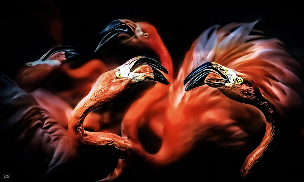 Chatter Chatter Chatter ….. by Paul Keates / 500px