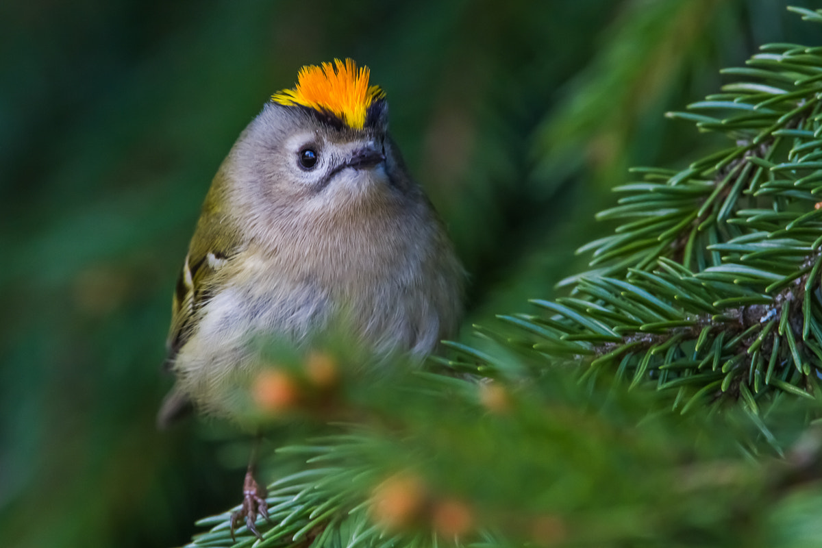 Hippiäinen, Goldcrest by Teemu Heinonen / 500px