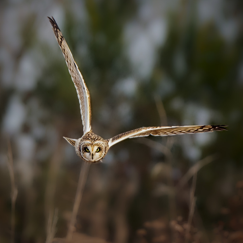 hunting for voles 。。。 by DTB's Wildlife and Nature / 500px