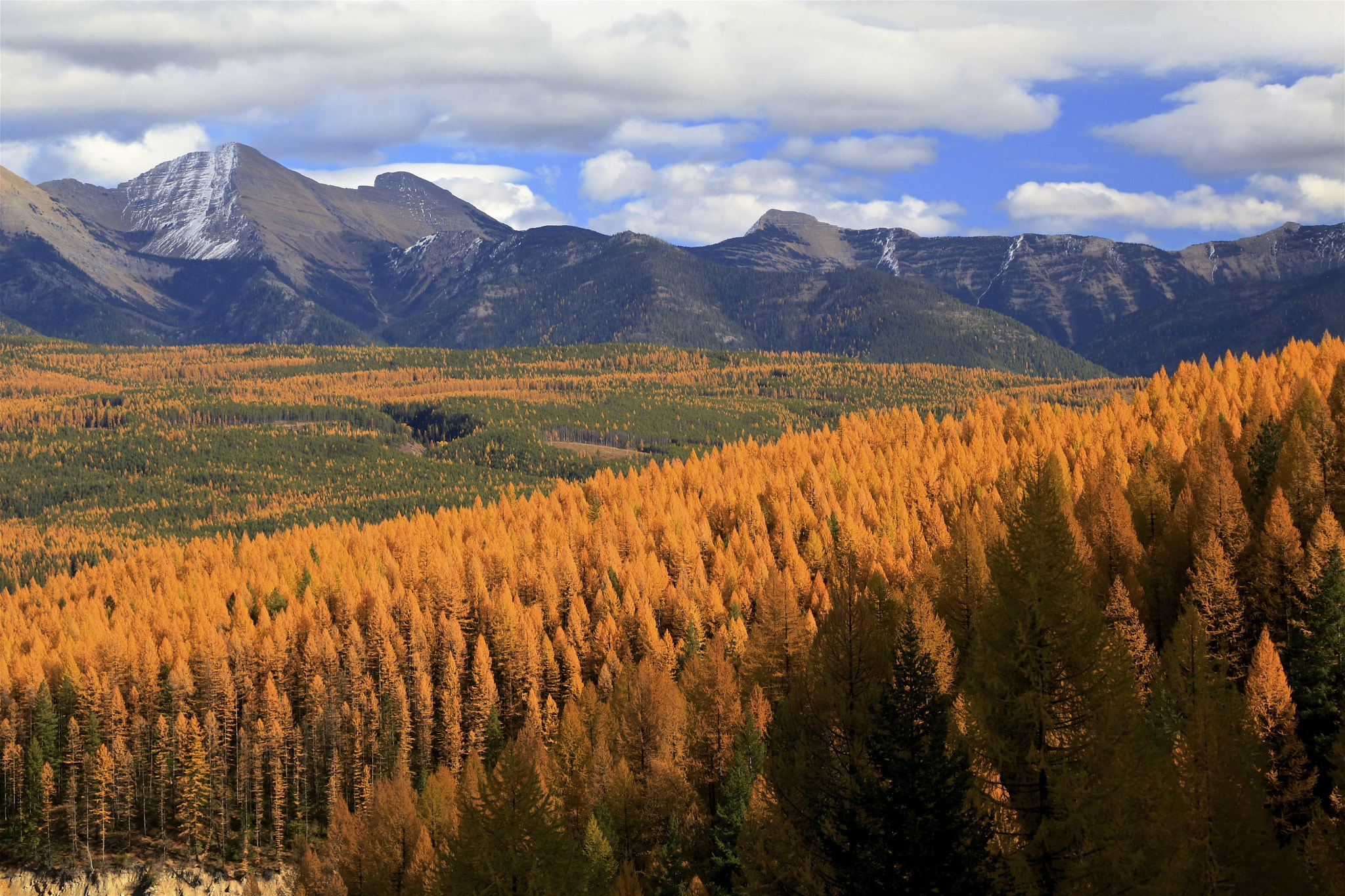 Larch Splendor by Joseph Urgo / 500px