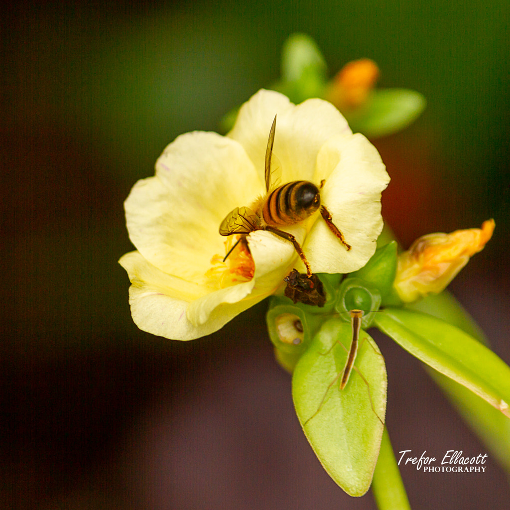 Hard Working Bee and 4 Legged Insect 23_01 by Trefor Ellacott / 500px