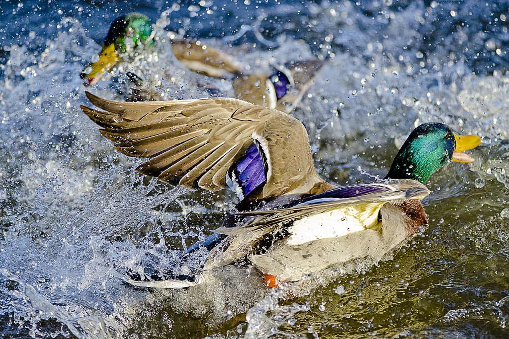 Mallard splash landing by filur / 500px