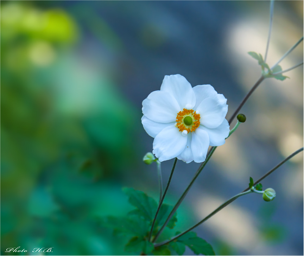 ANEMONE by schattenlicht / 500px