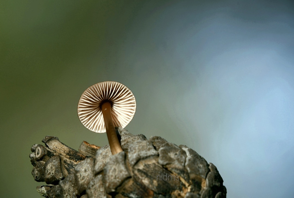 Close-up of mushroom growing on rock by ünal dms / 500px