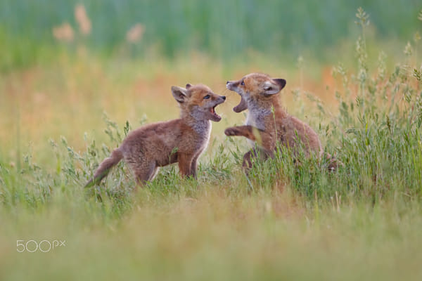 Kit Fox Siblings by Jason Sims / 500px