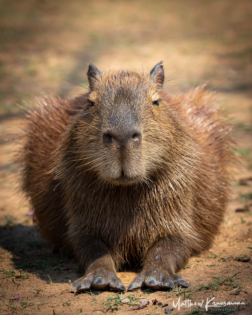 Capybara Portrait by Matthew Krausmann / 500px