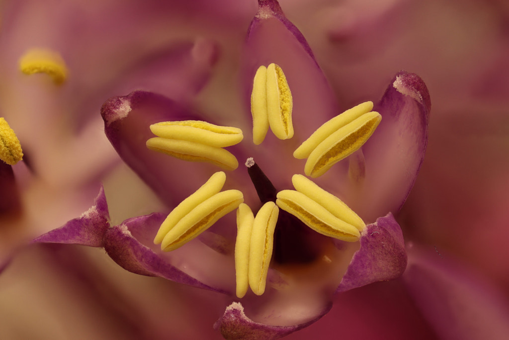 A Pineapple Surprise by Phillip Pendleton / 500px