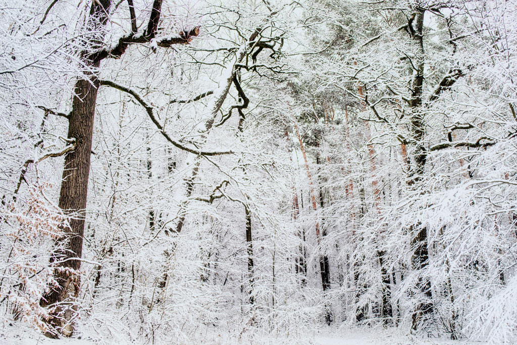 Winter_2021 by Alexander Sinitsky / 500px