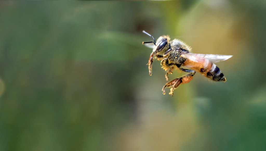 Close-up of bee flying outdoors by alimirpur / 500px