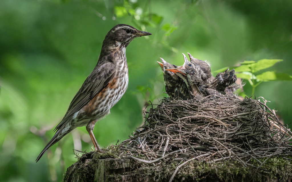 Red-winged thrush. by Viсtor Dubinkin / 500px