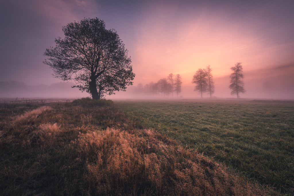 Foggy morning by Michał Tomczak / 500px