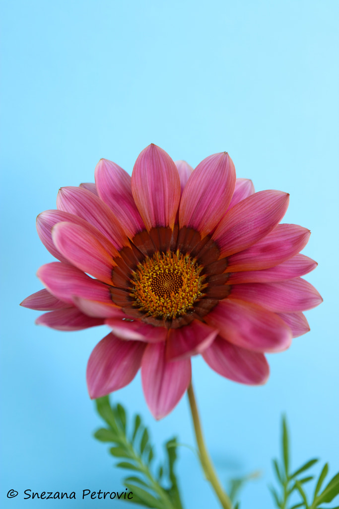Pink Gazania On Blue Background by Snezana Petrovic / 500px