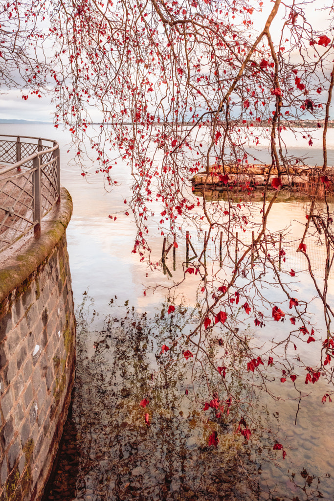 Winter wonderland Parc William Rappard by Pierre Yves Cugni / 500px