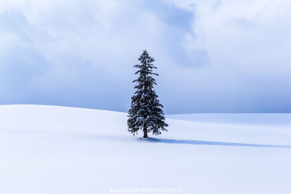 A Tree Standing Still by shun komai / 500px