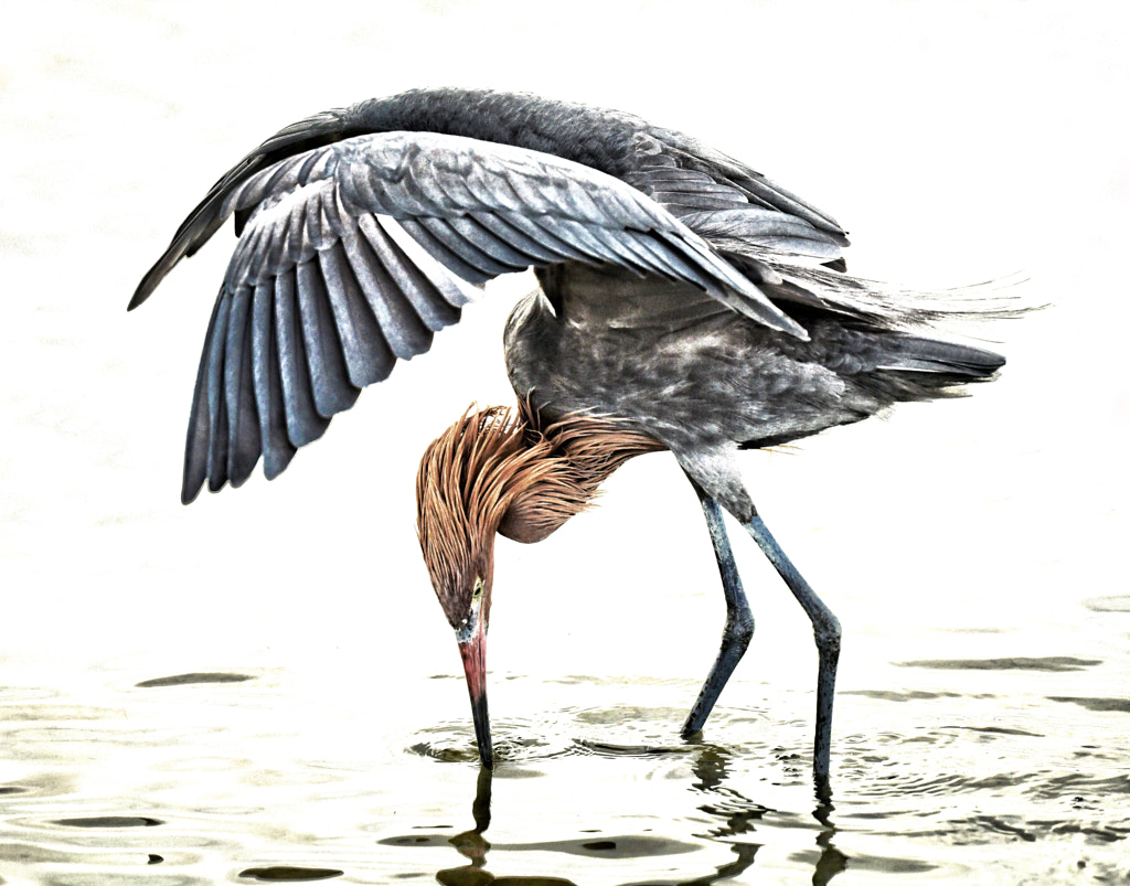 Close Up Of Reddish Egret Hunting By Jeff Clow 500px