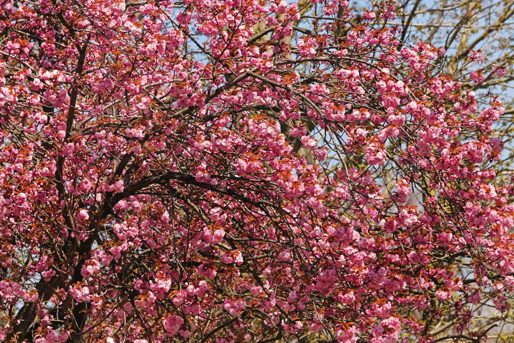 Spring, trees in bloom by Dimitri Pronchenko / 500px