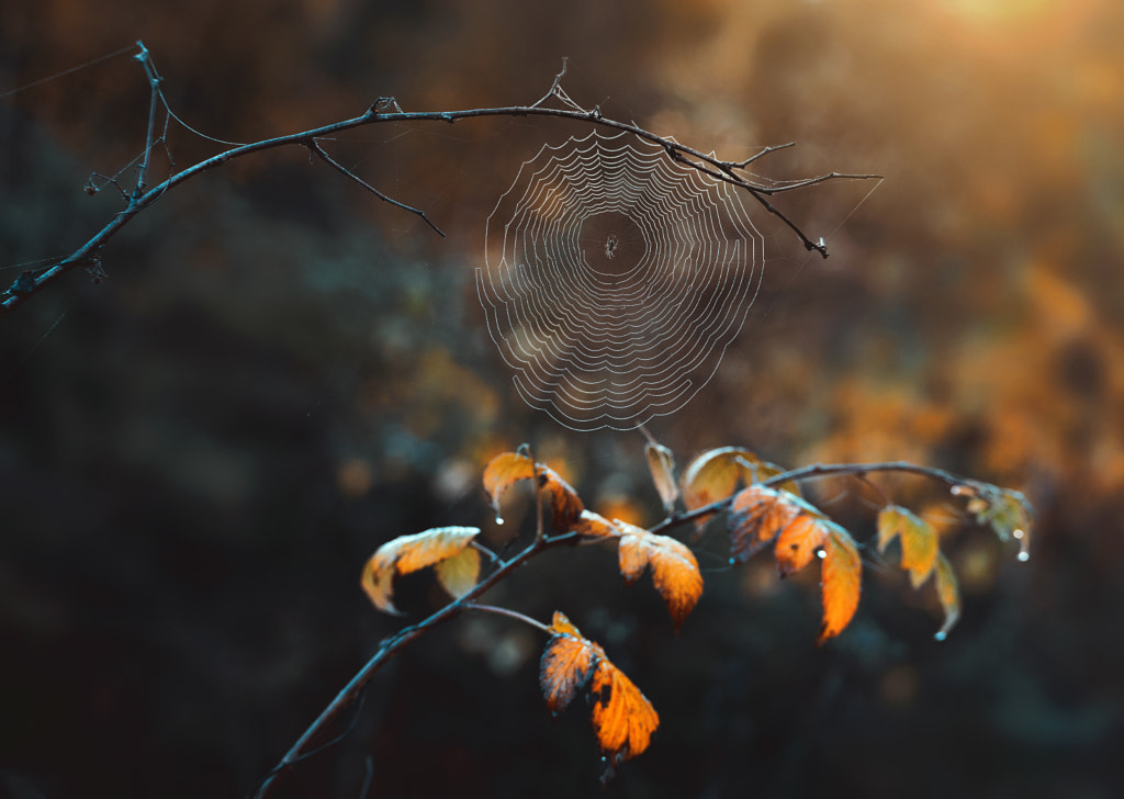 Spiders' Work by Anne Schubert / 500px