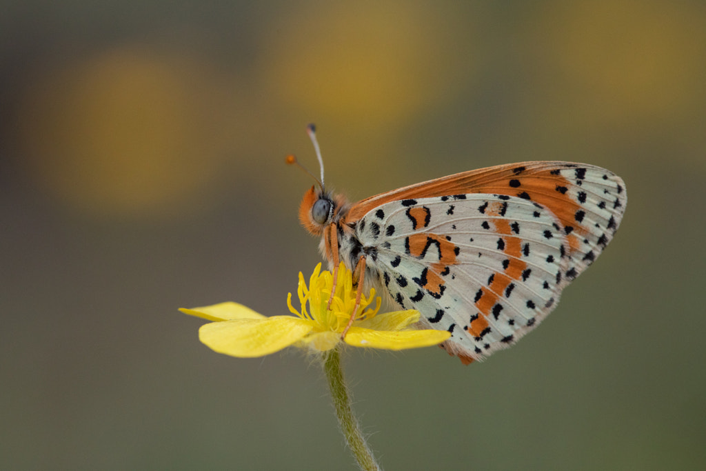 İparhan ::: ... by Nazım TETİK / 500px