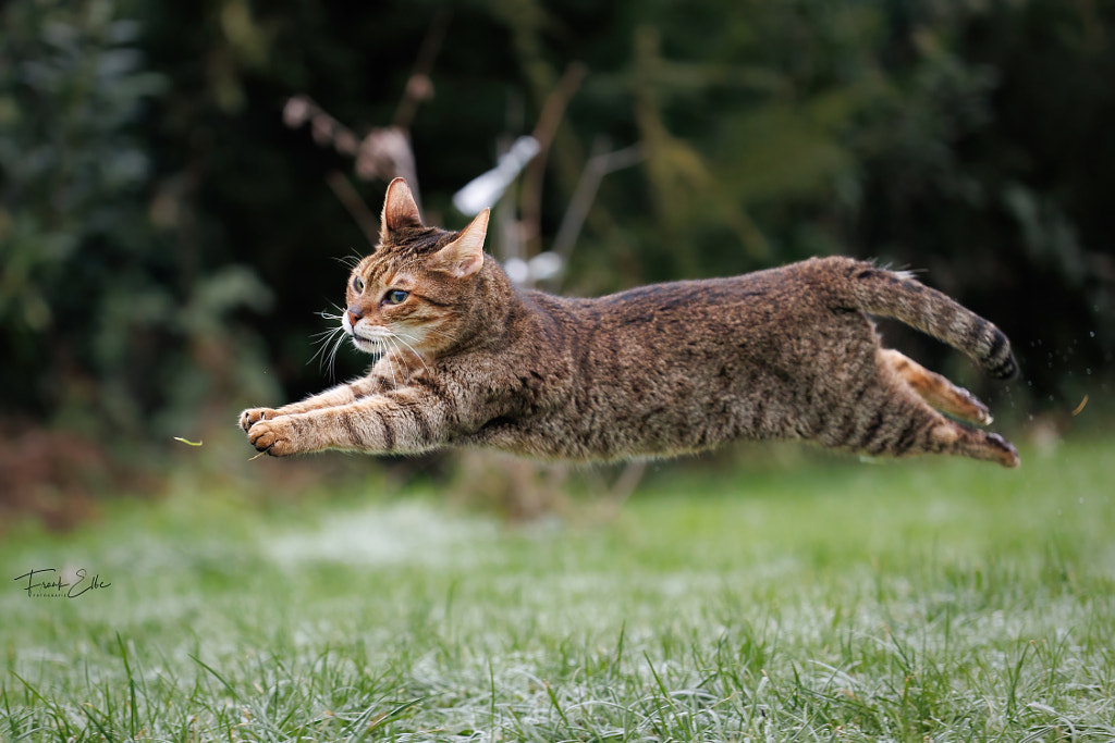 Our flying cat again. Unser fliegender Kater Marcalli. by Frank Elbe ...