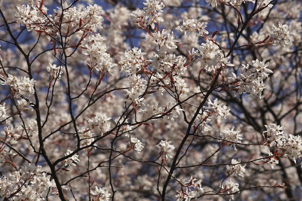 Vibrant spring bloom by Dimitri Pronchenko / 500px