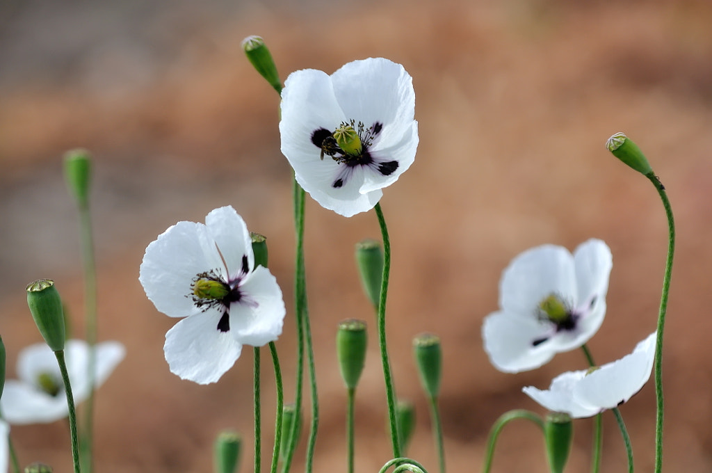 Poppies Time 65 by Cristian Ilinca / 500px